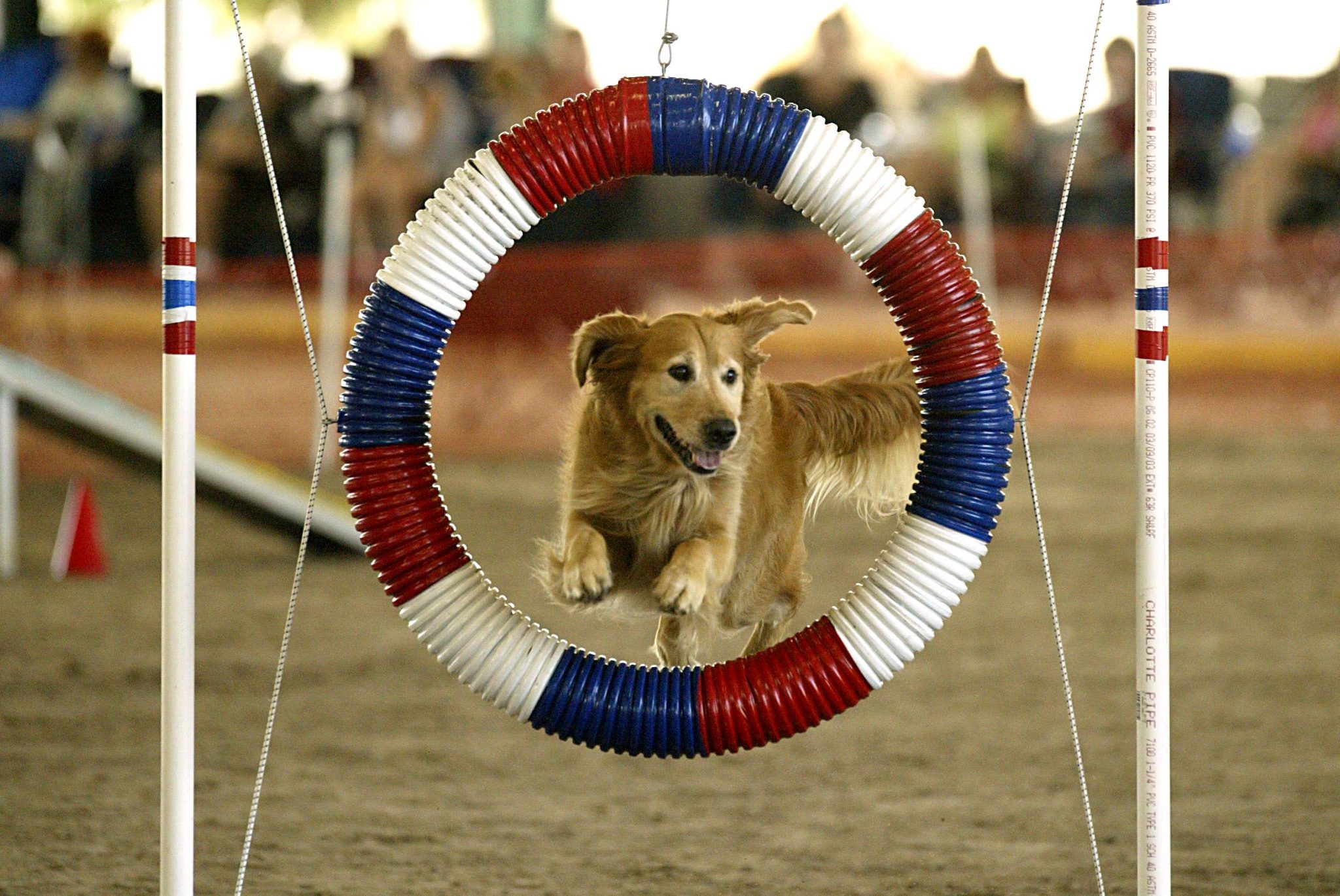 Pets Behave – Dog Training in Northwest FL