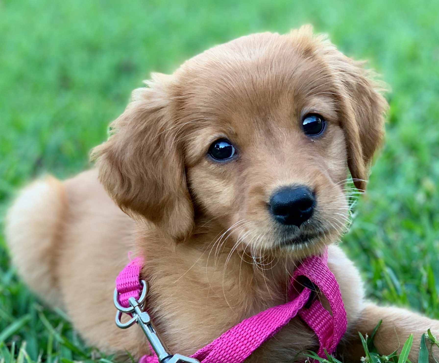 Pets Behave – Dog Training in Northwest FL