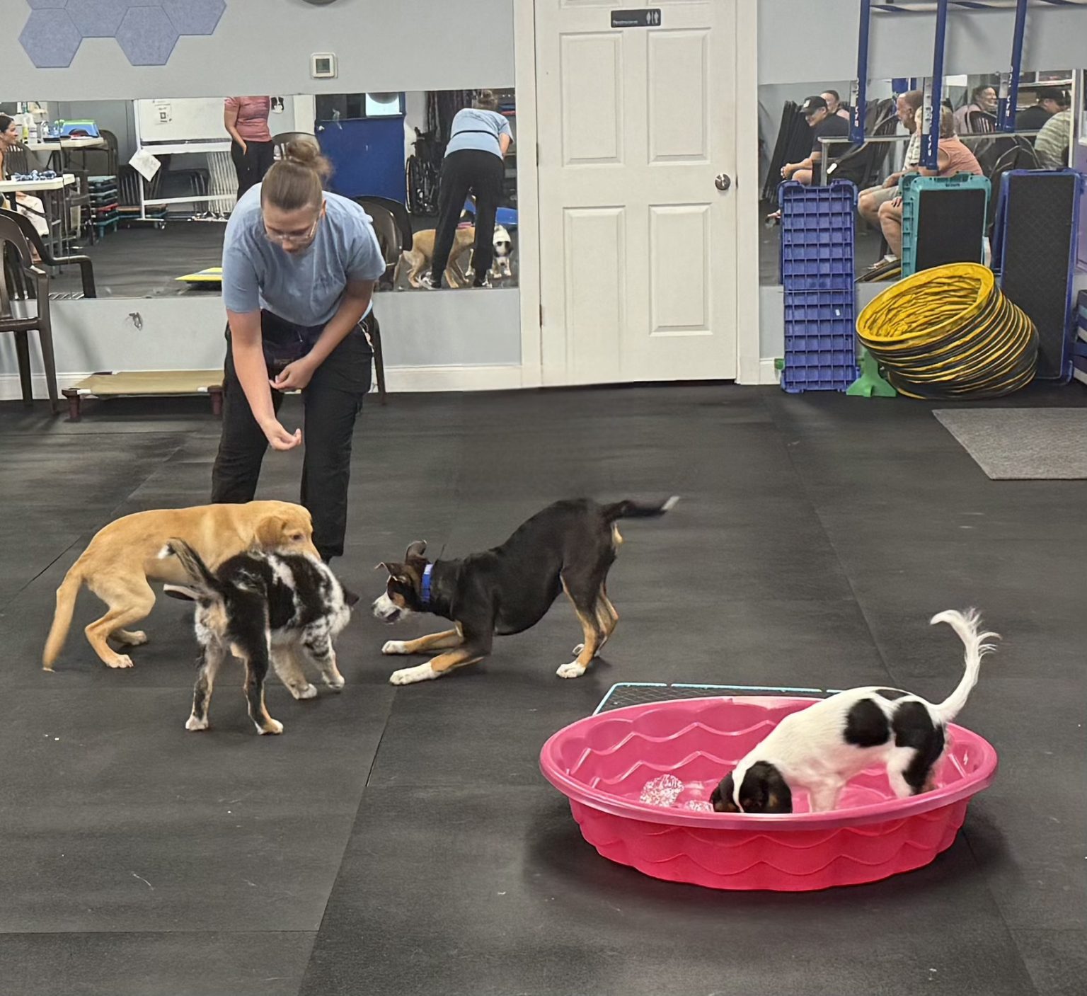 Puppy Classes – Pets Behave